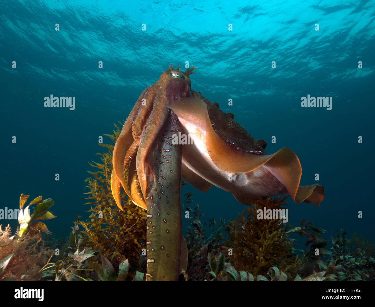 Giant cuttlefish hi-res stock photography and images - Alamy