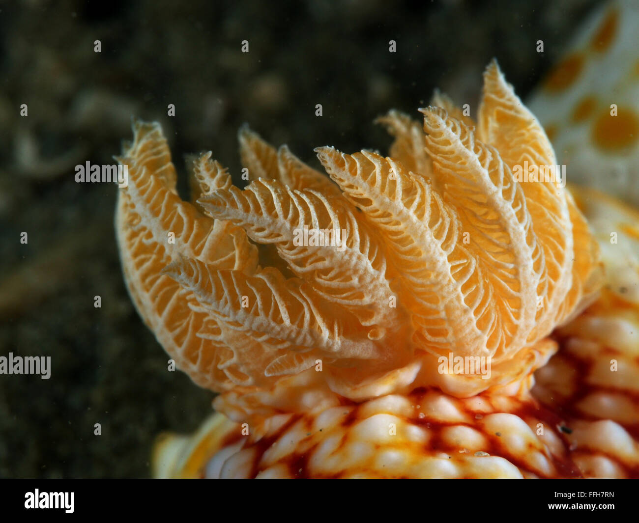 Nudibranch Sea Slug