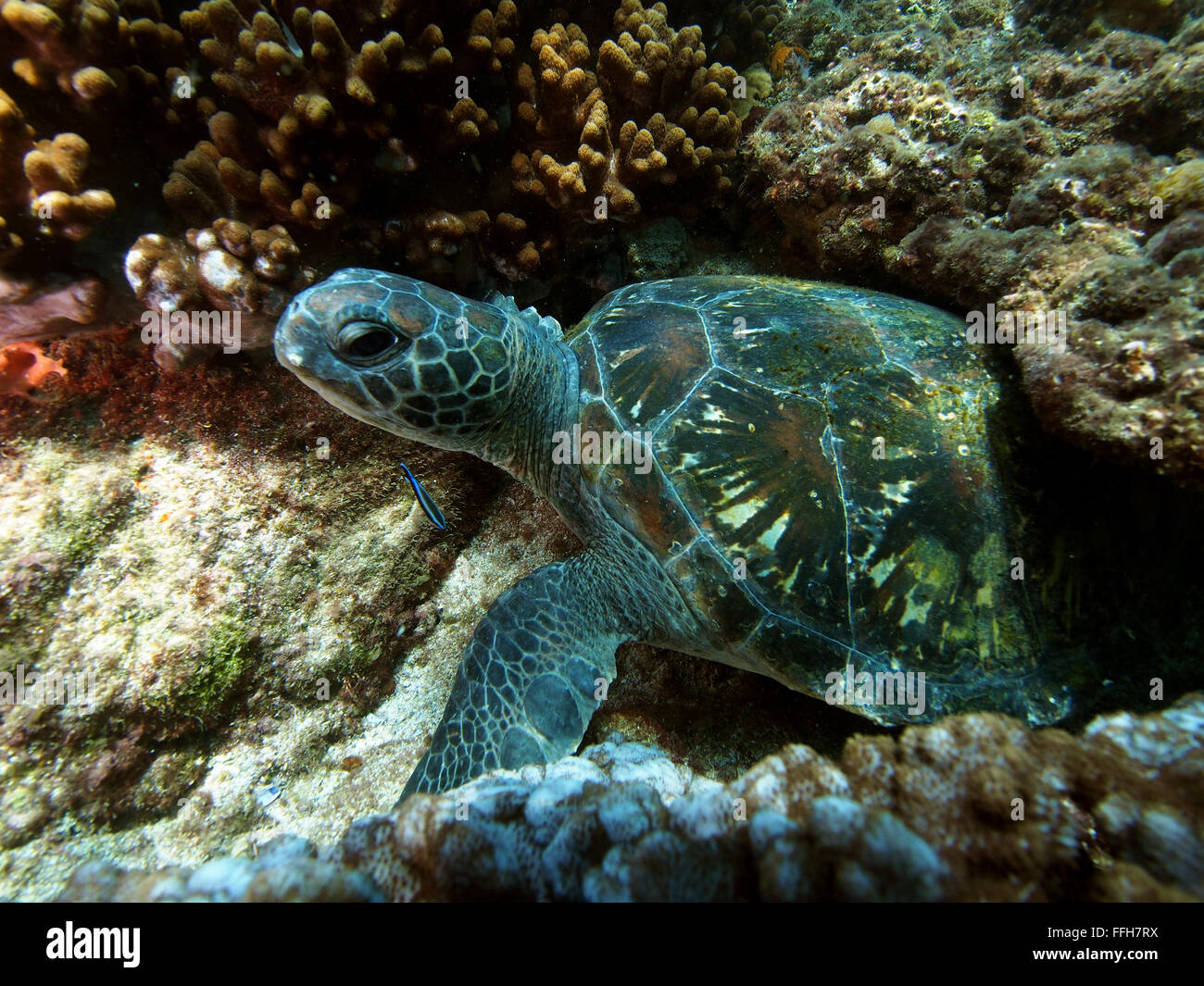 Sea Turtle Green Turtle Julian Rocks Byron Bay Stock Photo - Alamy