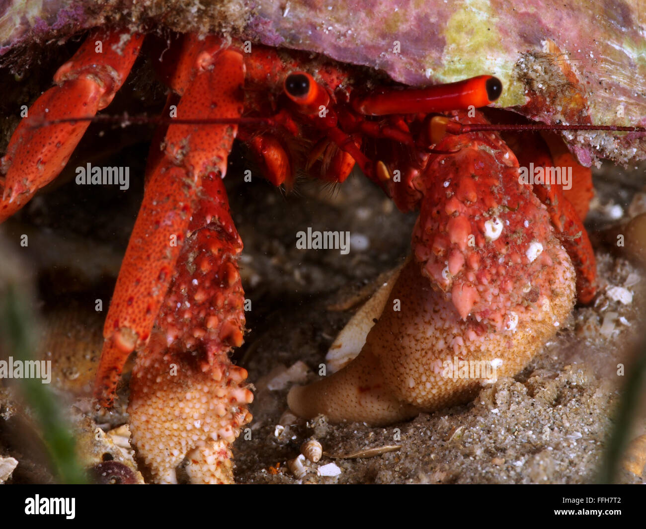 Crab macro hi-res stock photography and images - Alamy