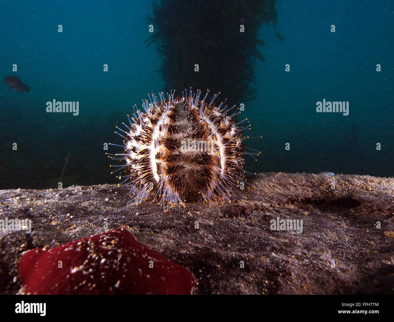 Sea urchin habitat hi-res stock photography and images - Alamy