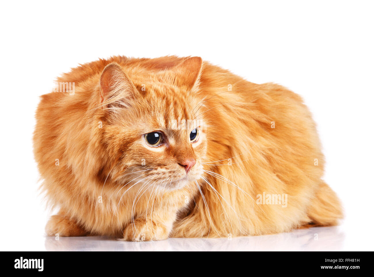Portrait red white cat hi-res stock photography and images - Alamy