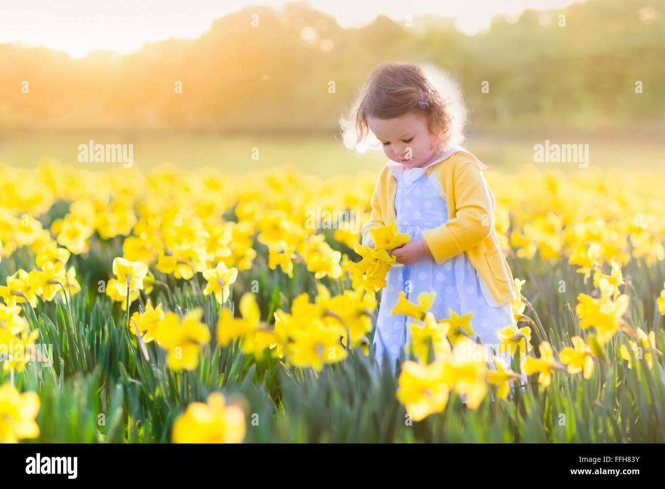Toddler girl playing in daffodil flower field. Child gardening. Kid ...
