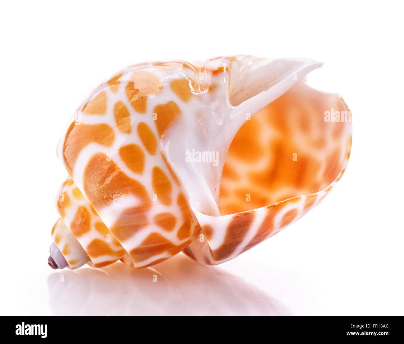 Sea shell isolated on white background Stock Photo - Alamy