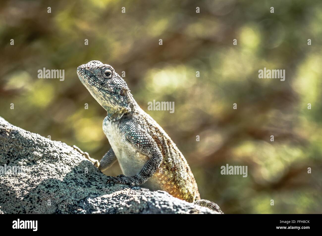 Lizard on rock Stock Photo - Alamy