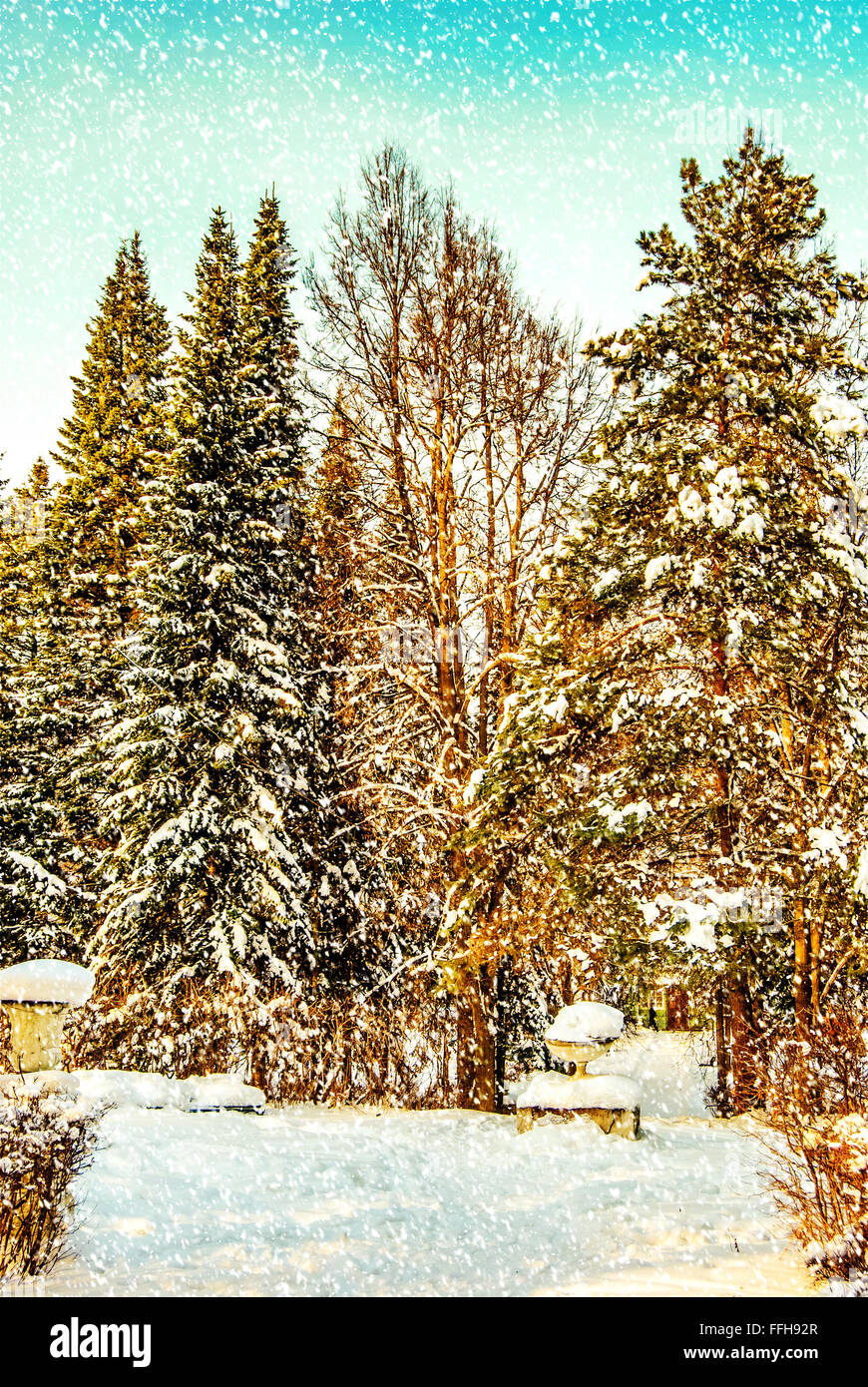 winter landscape with evergreens Stock Photo - Alamy