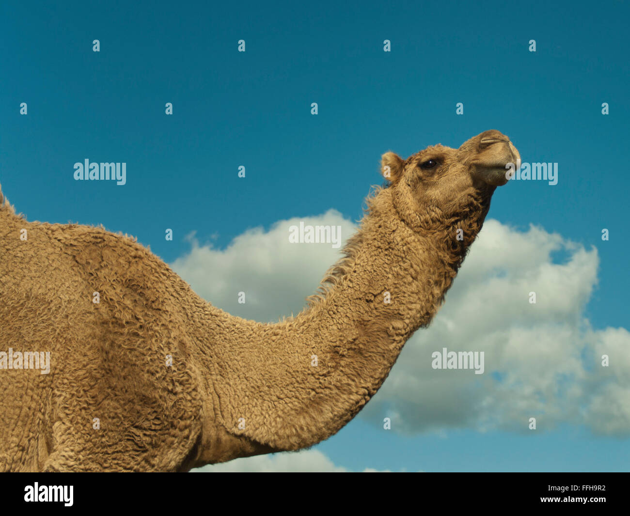 Camel in Australia with blue sky and white cloud Stock Photo - Alamy