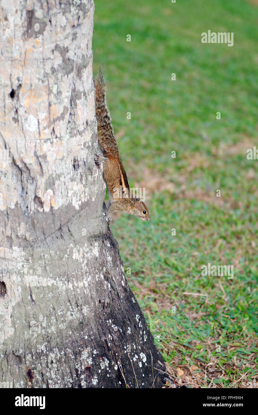 Indian palm squirrel or three-striped palm squirrel (Funambulus ...