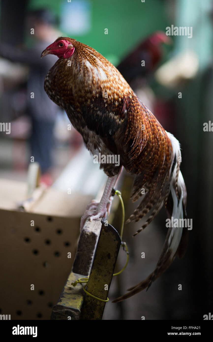 Mandaue, Cockpit,Cebu City, Philippines 14th Feb, 2016. Within the ...