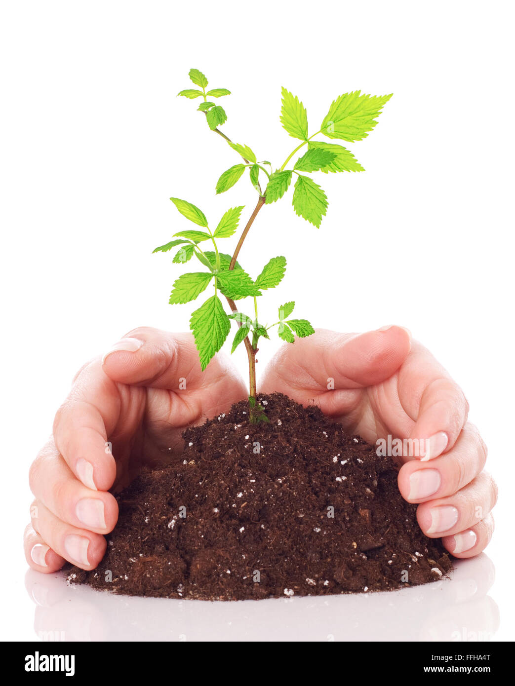 Hands and plant isolated on white background Stock Photo - Alamy