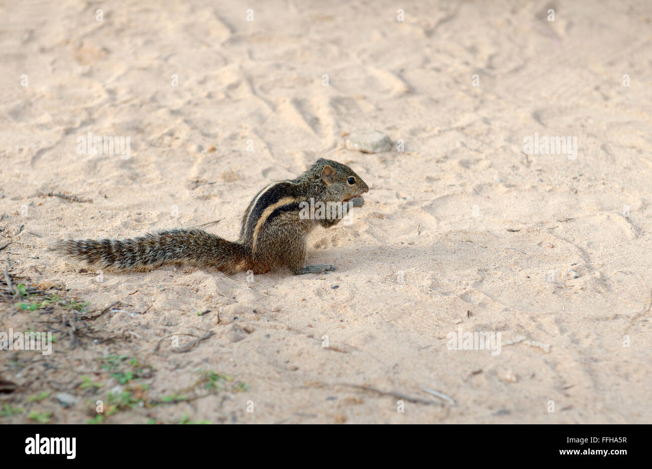 Indian palm squirrel or three-striped palm squirrel (Funambulus ...