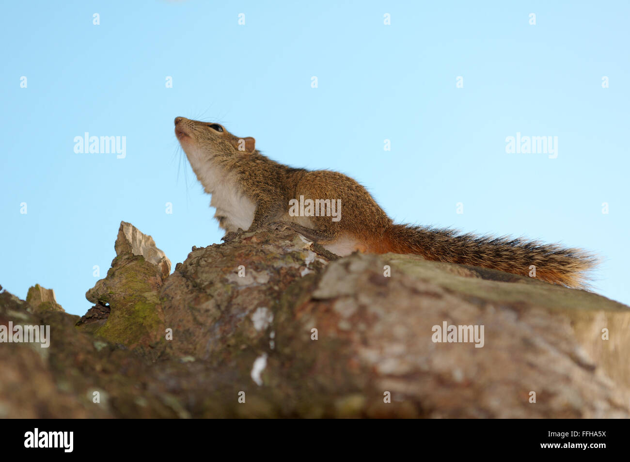 Sciurus brodei hi-res stock photography and images - Alamy