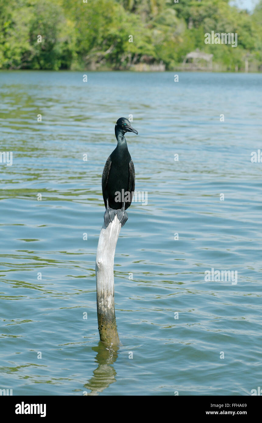 Indian shag hi-res stock photography and images - Alamy