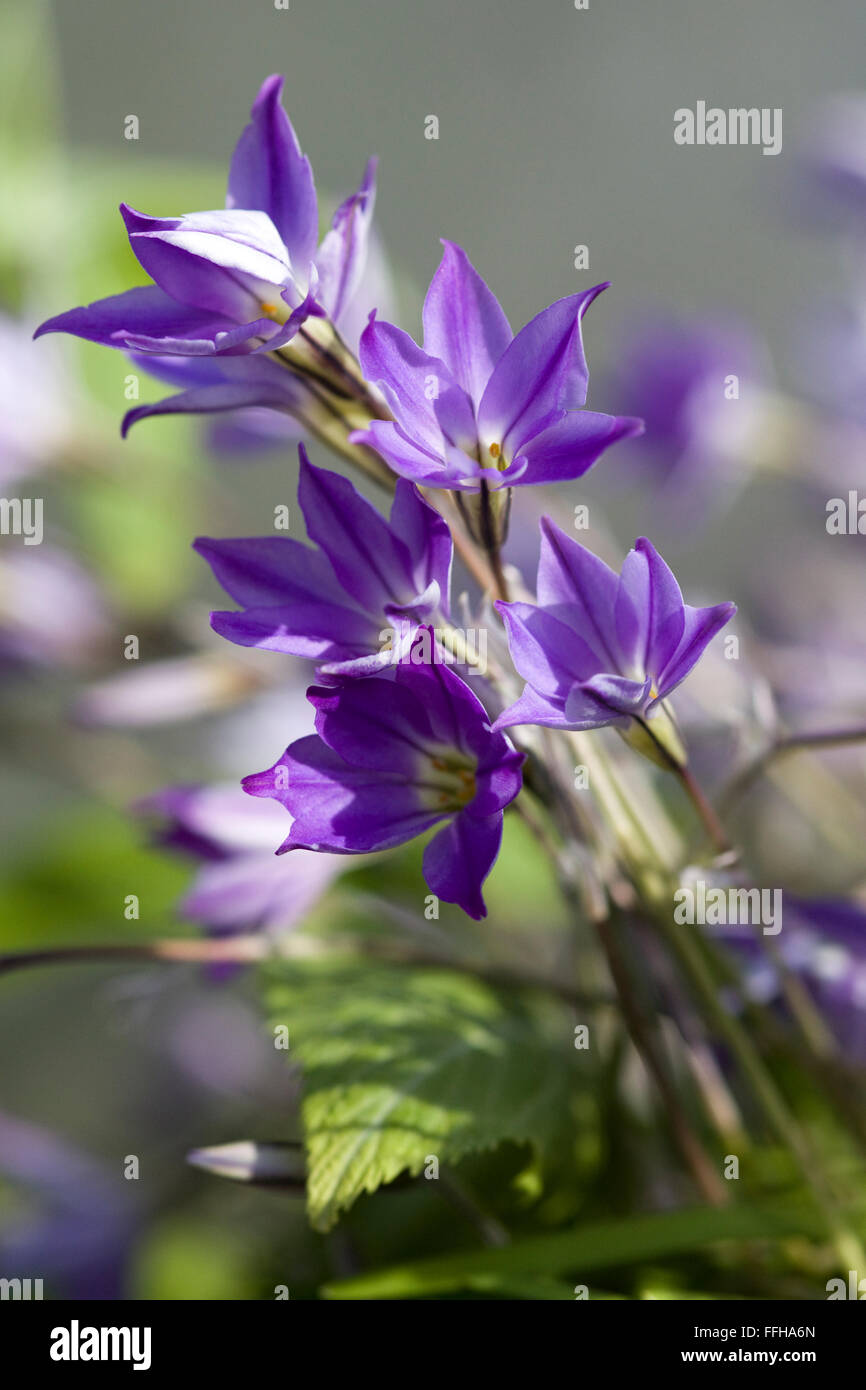 Ipheion uniflorum "Froyle Mill Stock Photo - Alamy