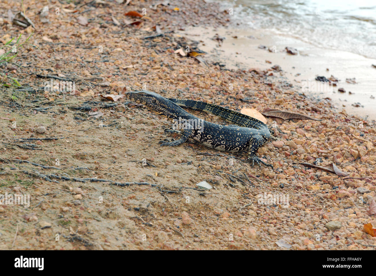 Water Monitor or common water monitor (Varanus salvator Stock Photo - Alamy