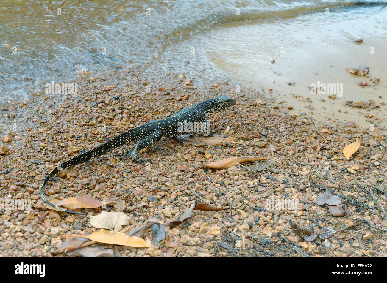Water Monitor or common water monitor (Varanus salvator Stock Photo - Alamy