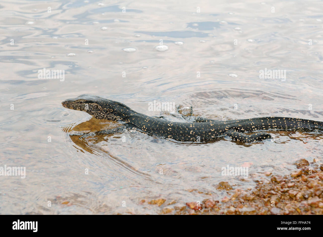 Common water monitor hi-res stock photography and images - Alamy