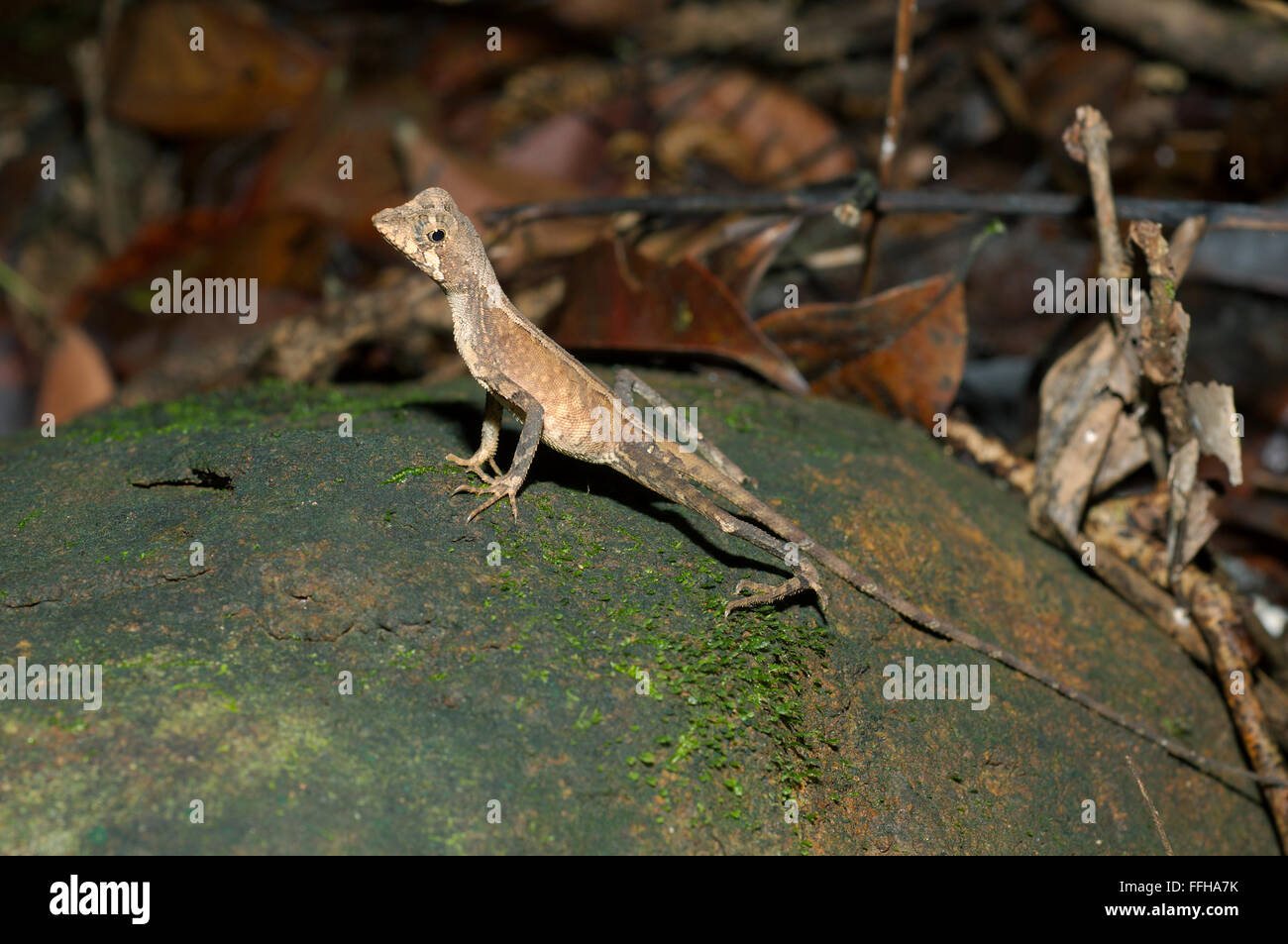 Brown-patched Kangaroo lizard, Wiegmann's Agama or Sri Lankan Kangaroo ...