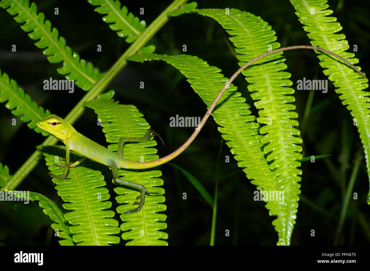 Common Green Forest Lizard, Green Forest Calotes or Vietnamese Calote ...