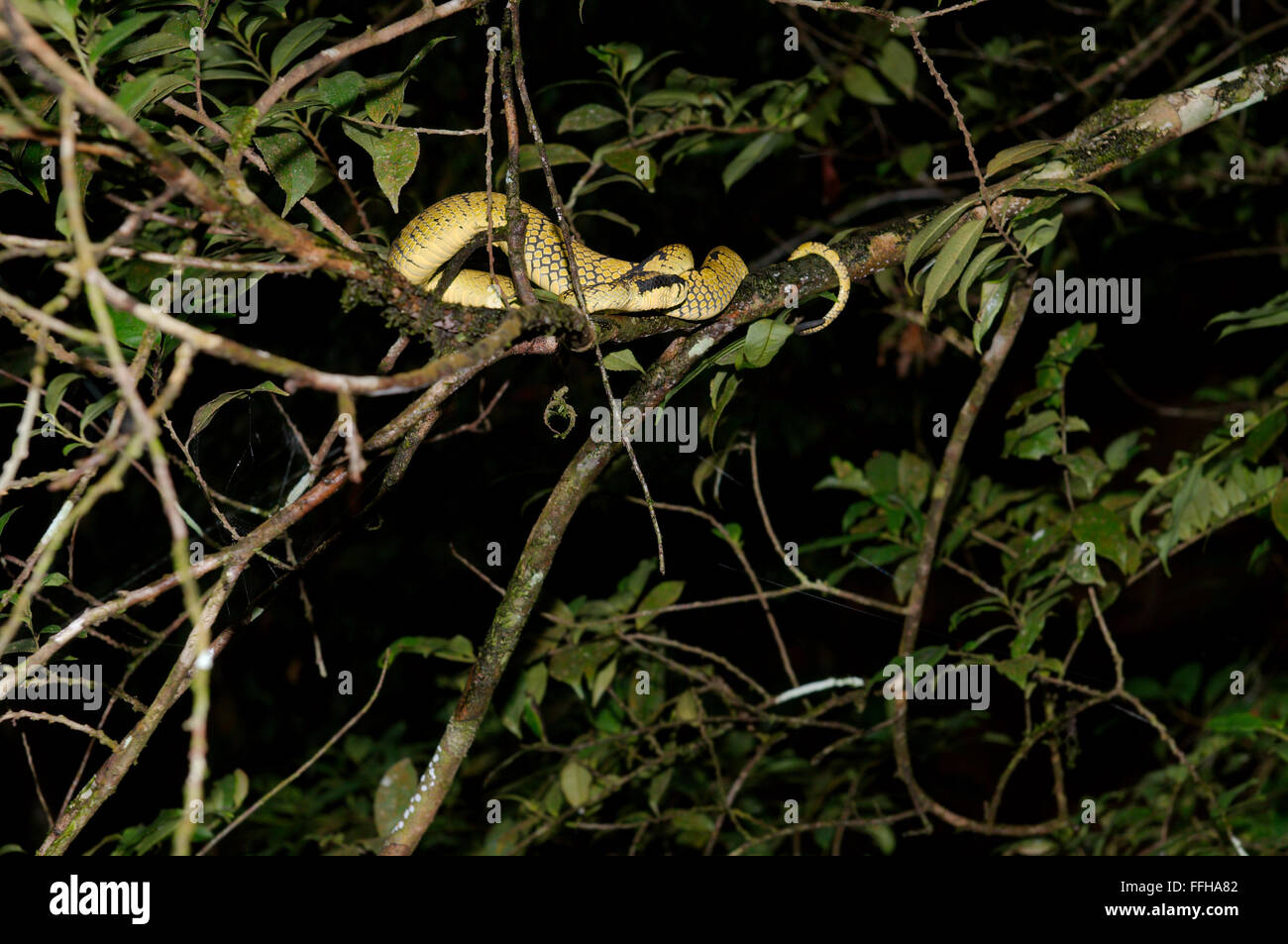 Sri Lankan pit viper, Ceylon pit viper, Sri Lankan green pitviper or ...