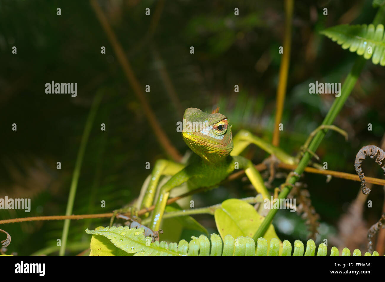 Common Green Forest Lizard, Green Forest Calotes or Vietnamese Calote ...