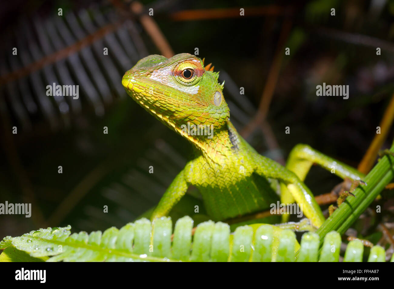 Common Green Forest Lizard, Green Forest Calotes or Vietnamese Calote ...