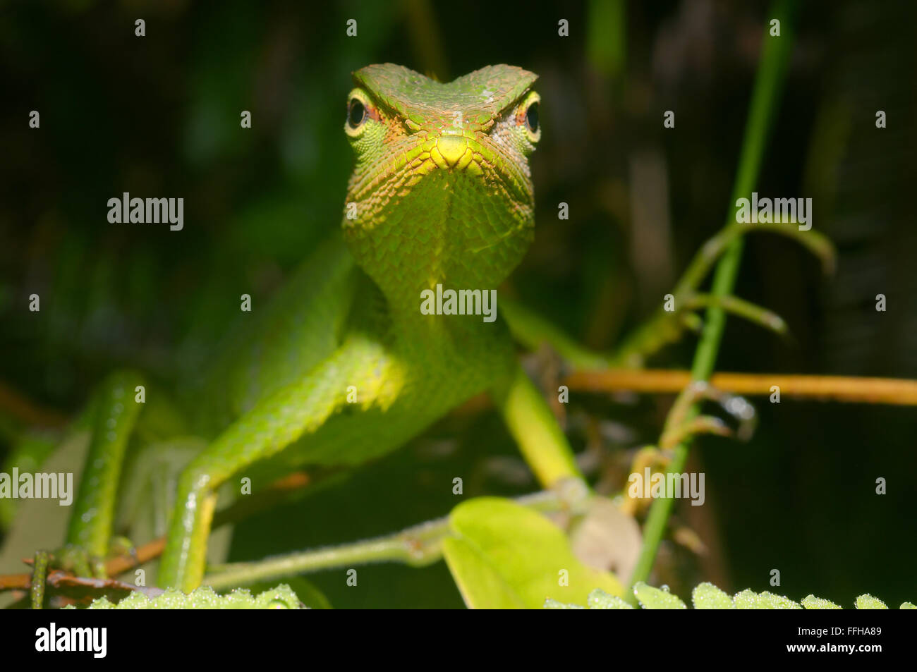 Common Green Forest Lizard, Green Forest Calotes or Vietnamese Calote ...