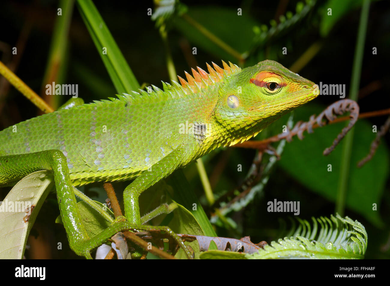 Vietnamese calote hi-res stock photography and images - Alamy