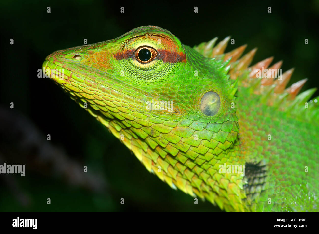 Common Green Forest Lizard, Green Forest Calotes or Vietnamese Calote ...