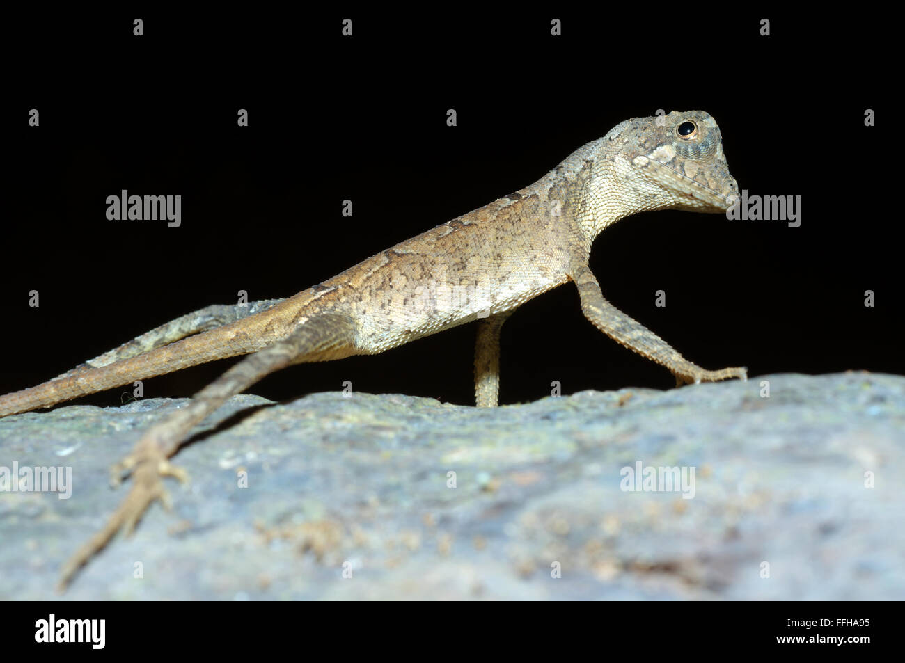 Brown-patched Kangaroo lizard, Wiegmann's Agama or Sri Lankan Kangaroo ...