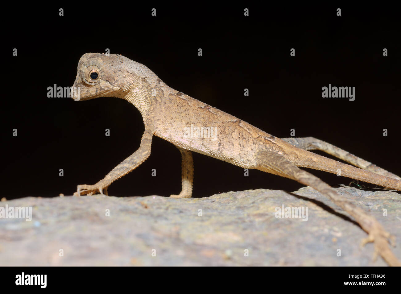 Brown-patched Kangaroo lizard, Wiegmann's Agama or Sri Lankan Kangaroo ...