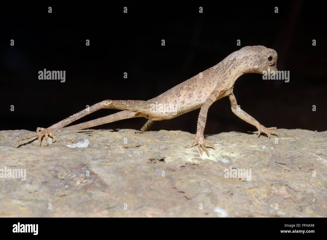 Brown-patched Kangaroo lizard, Wiegmann's Agama or Sri Lankan Kangaroo ...