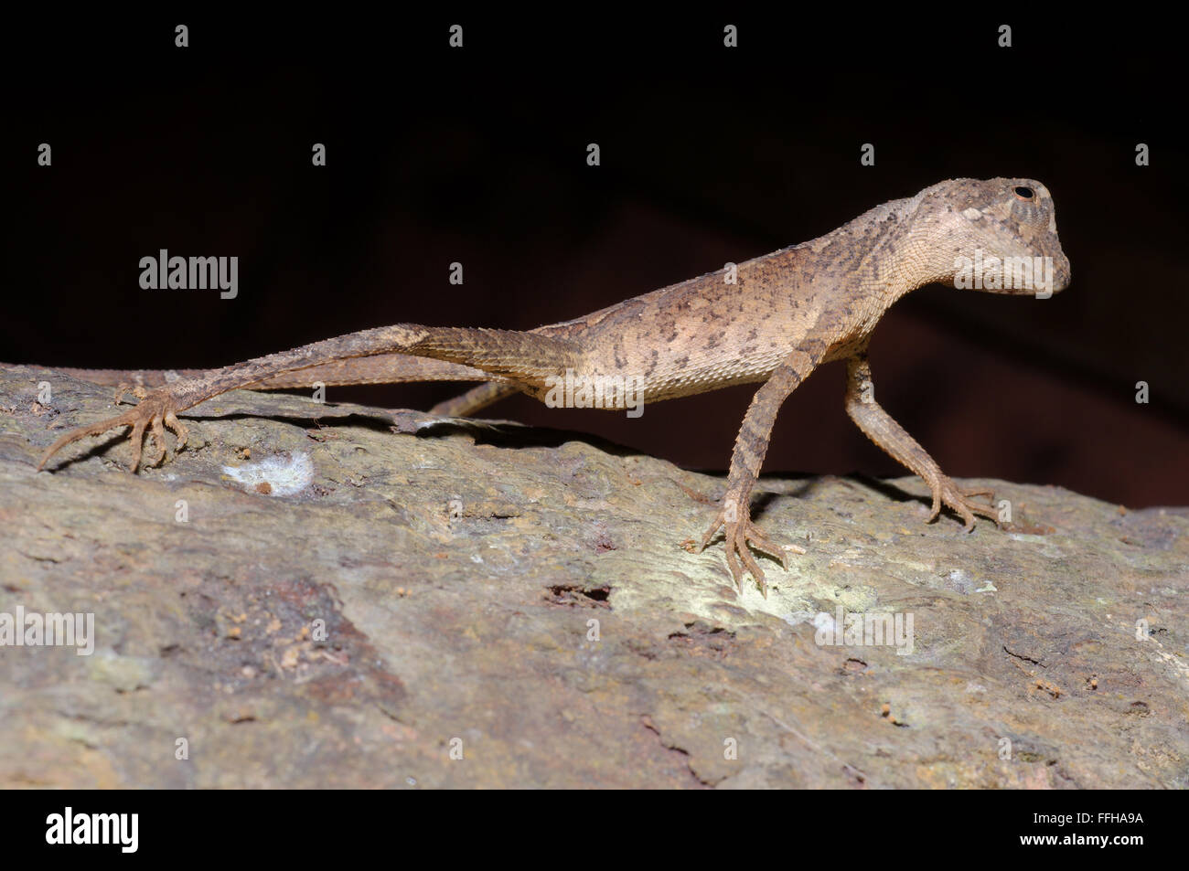 Brown-patched Kangaroo lizard, Wiegmann's Agama or Sri Lankan Kangaroo ...