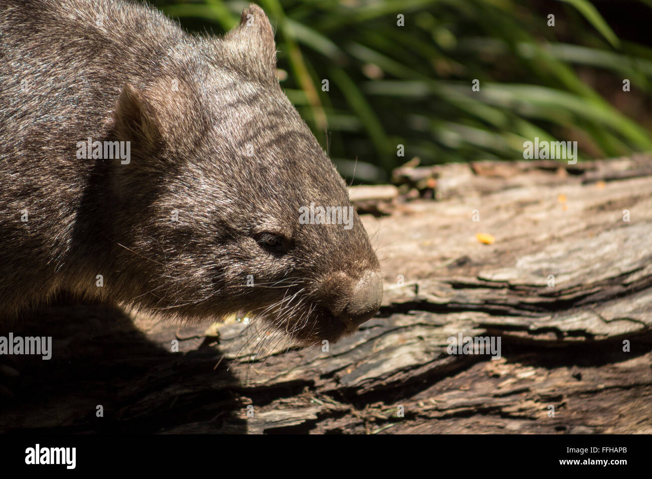 Wombat showing teeth Stock Photo - Alamy
