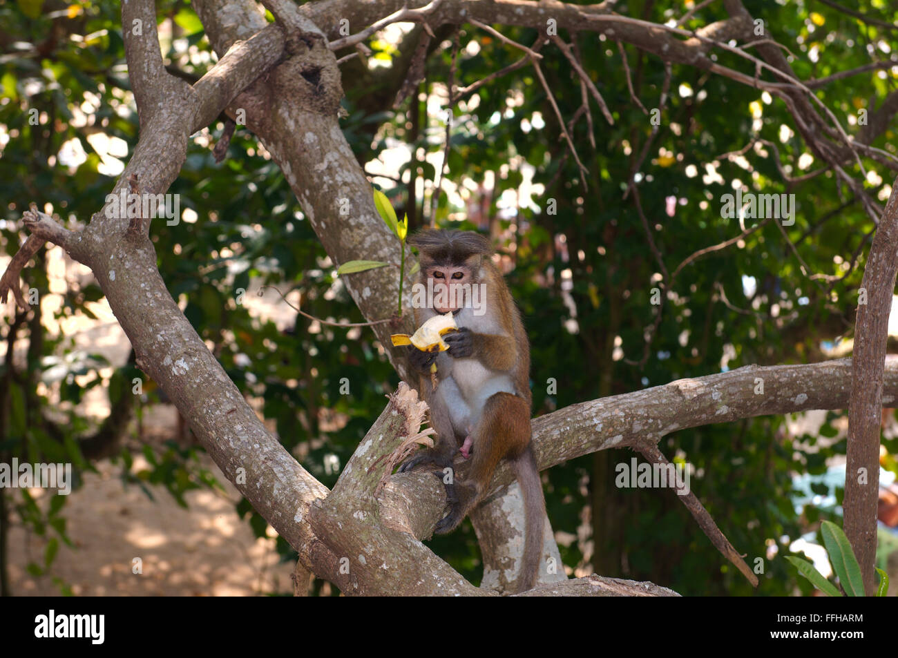 toque macaque (Macaca sinica) sitting on a branch and eating banana ...