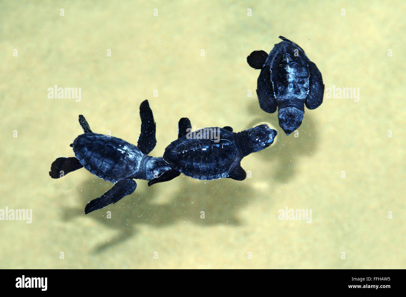 Pacific ridley sea turtle, olive ridley sea turtle or Olive Ridely ...