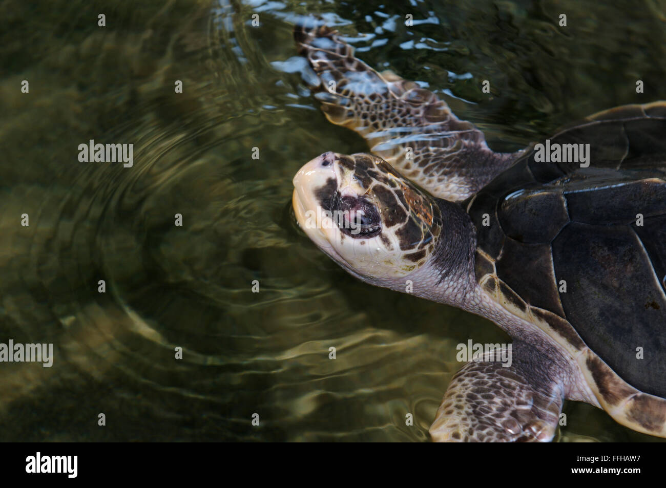 Olive ridley sea turtle hi-res stock photography and images - Alamy