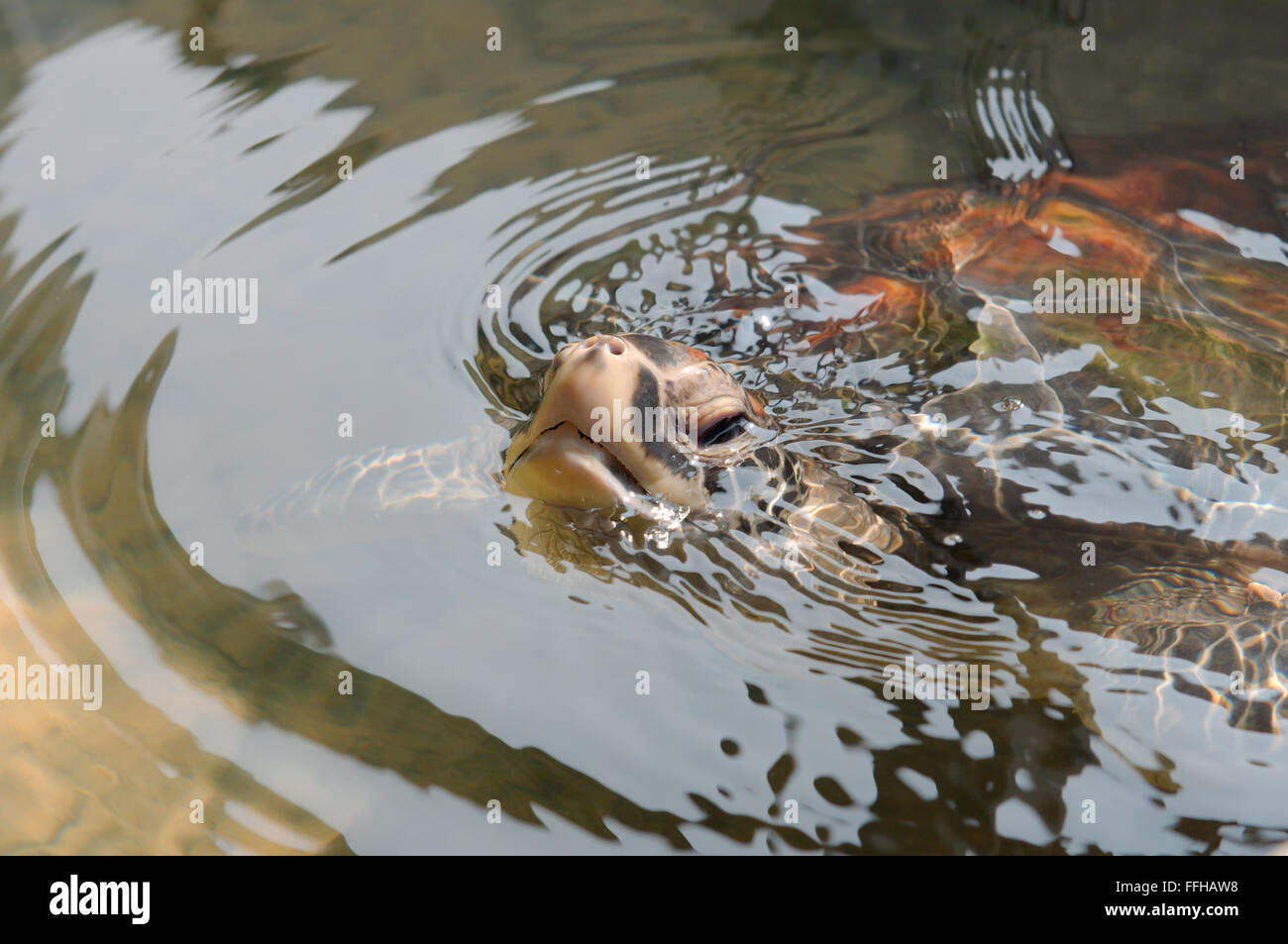 Olive ridley sea turtle hi-res stock photography and images - Alamy