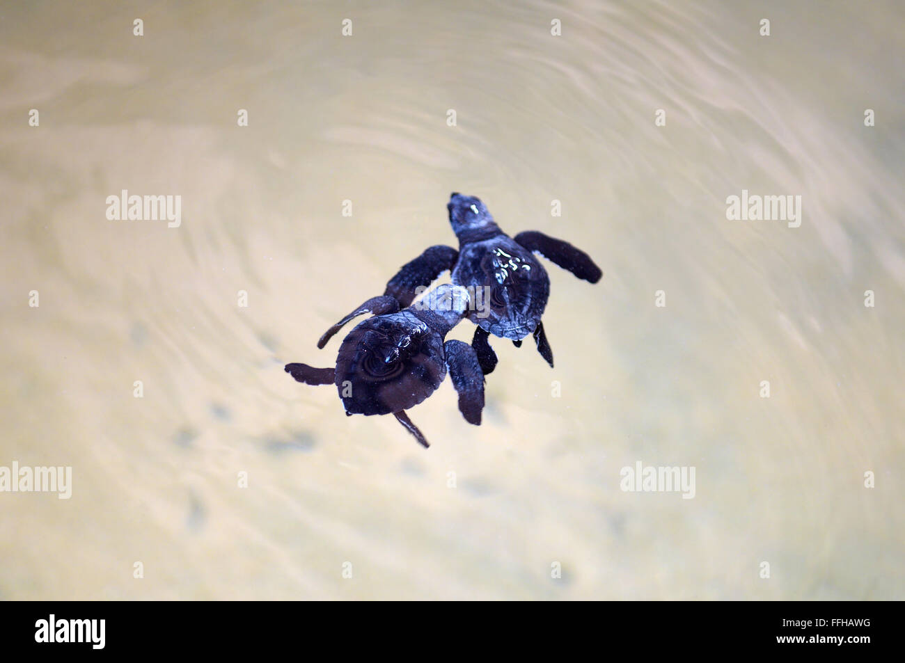 Pacific ridley sea turtle, olive ridley sea turtle or Olive Ridely ...