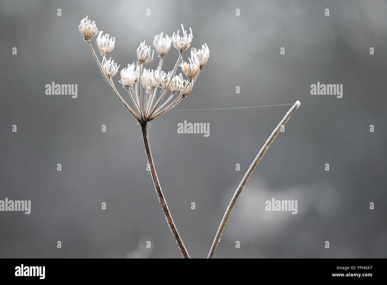 Hemlock flower hi-res stock photography and images - Alamy