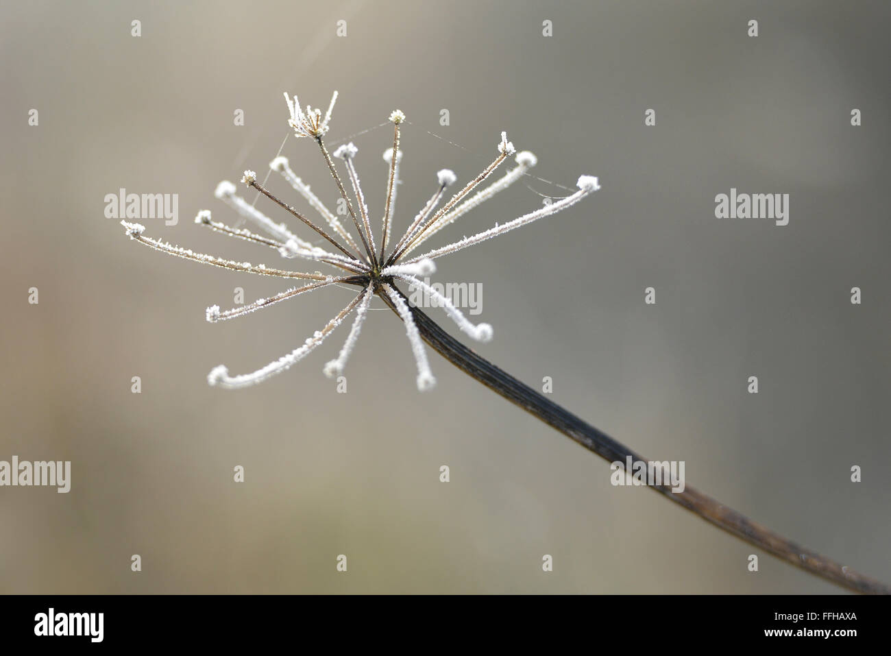 Frost covered hemlock flower head Stock Photo - Alamy