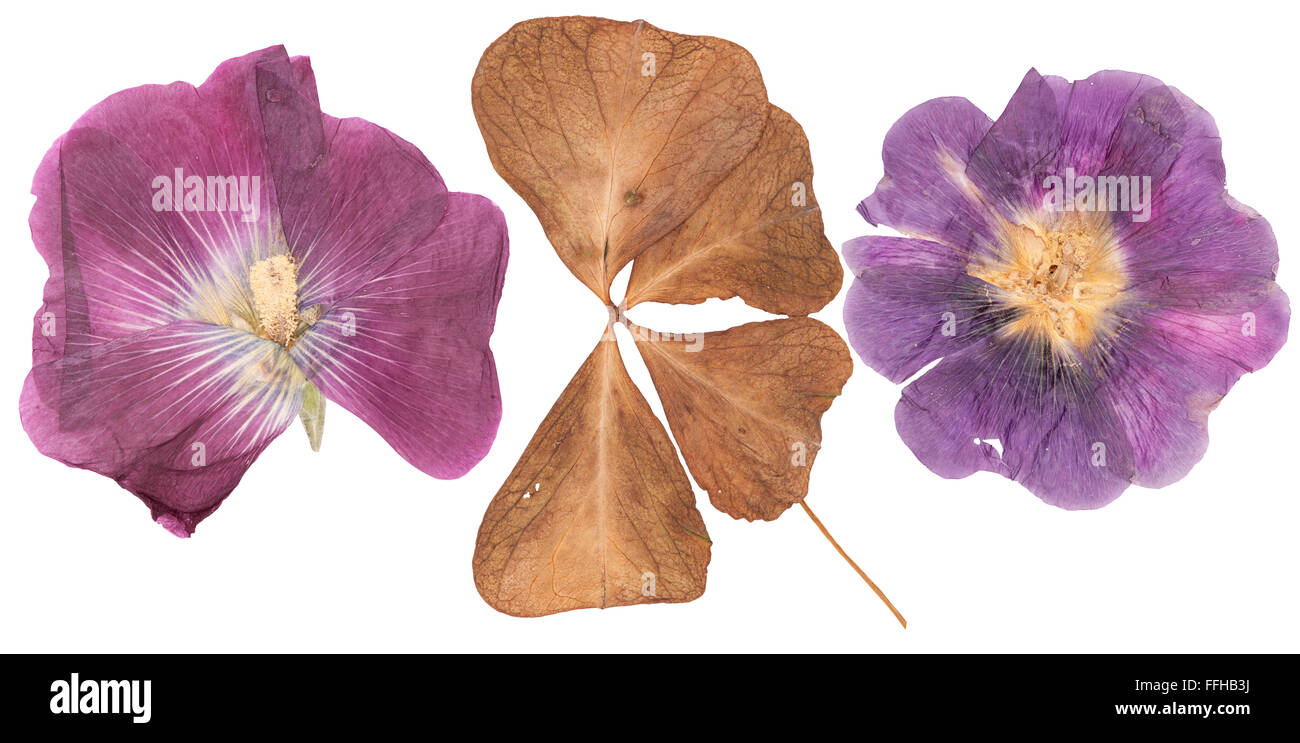 Set of wild dry pressed flowers and leaves, isolated Stock Photo - Alamy