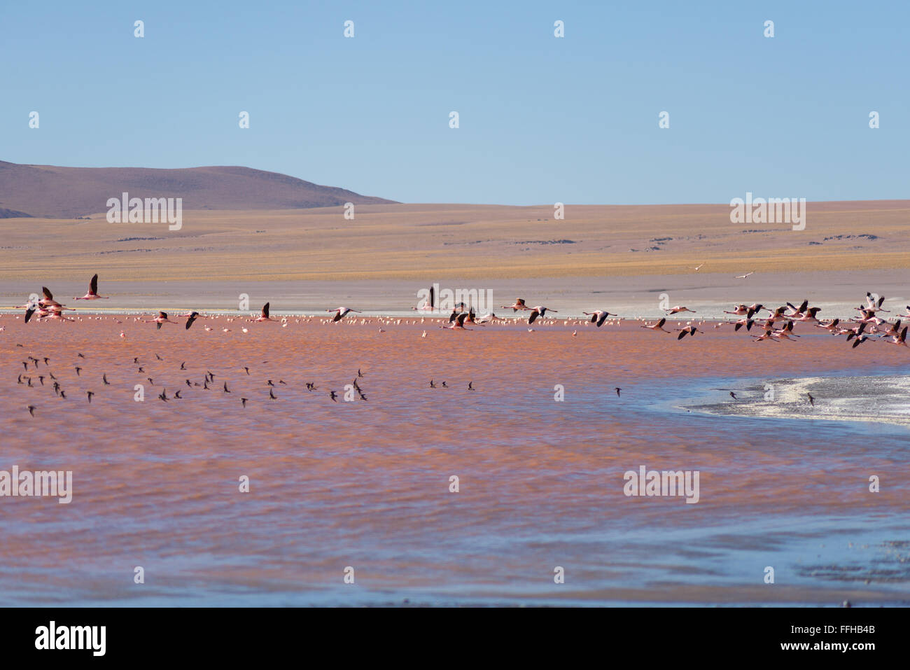 Group of pink flamingo flying over "Laguna Colorada" (eng. Multi ...