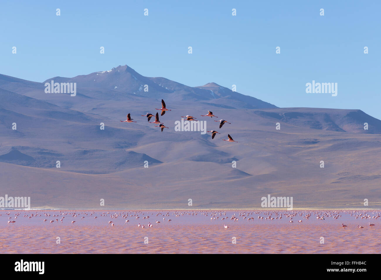 Group of pink flamingo flying over "Laguna Colorada" (eng. Multi ...