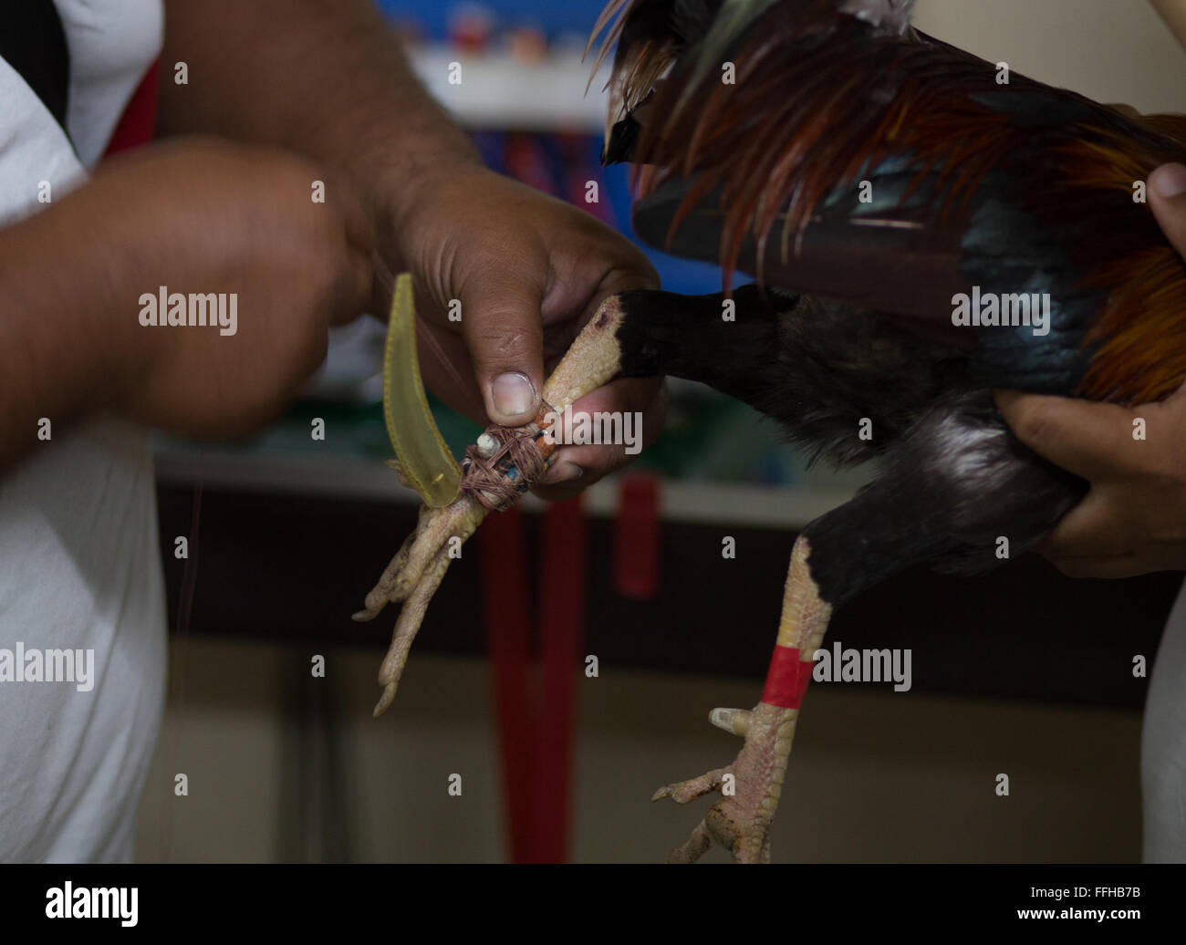 Mandaue Cockpit,Cebu City,Philippines 14/02/2016.Within the Philippines ...