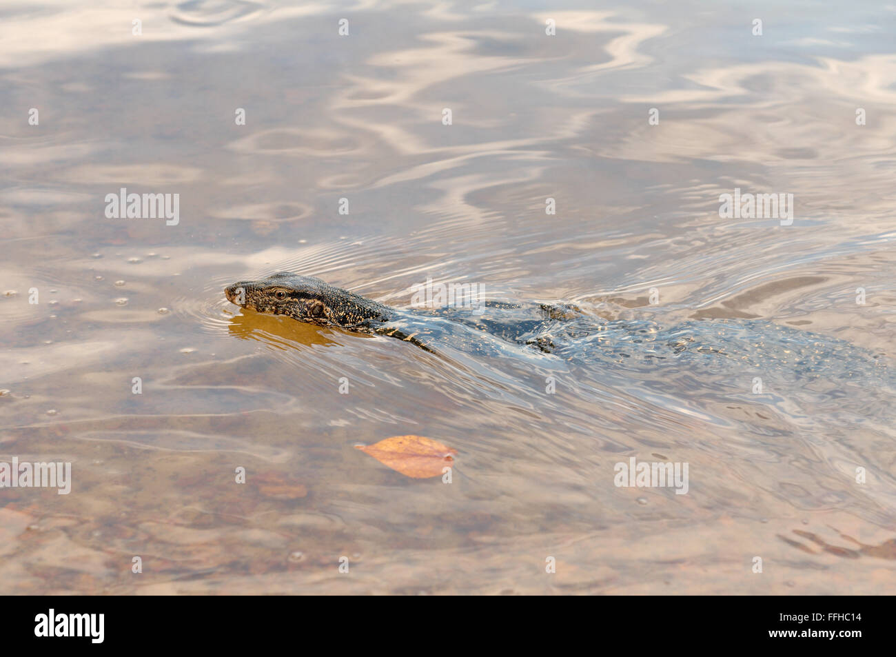Common water monitor varanus hi-res stock photography and images - Alamy