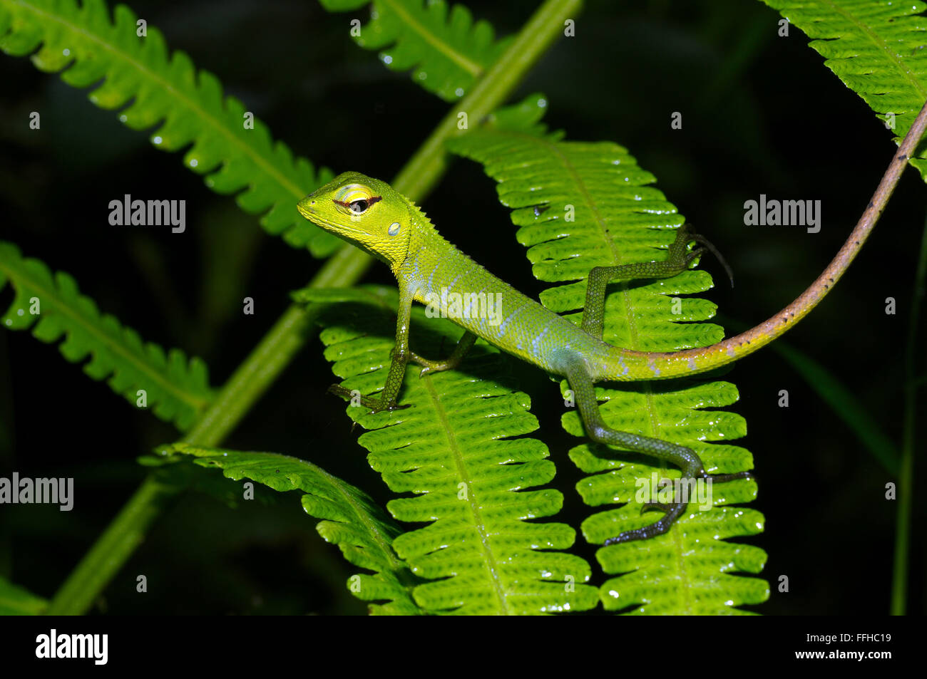 March 3, 2016 - Common Green Forest Lizard, Green Forest Calotes or ...
