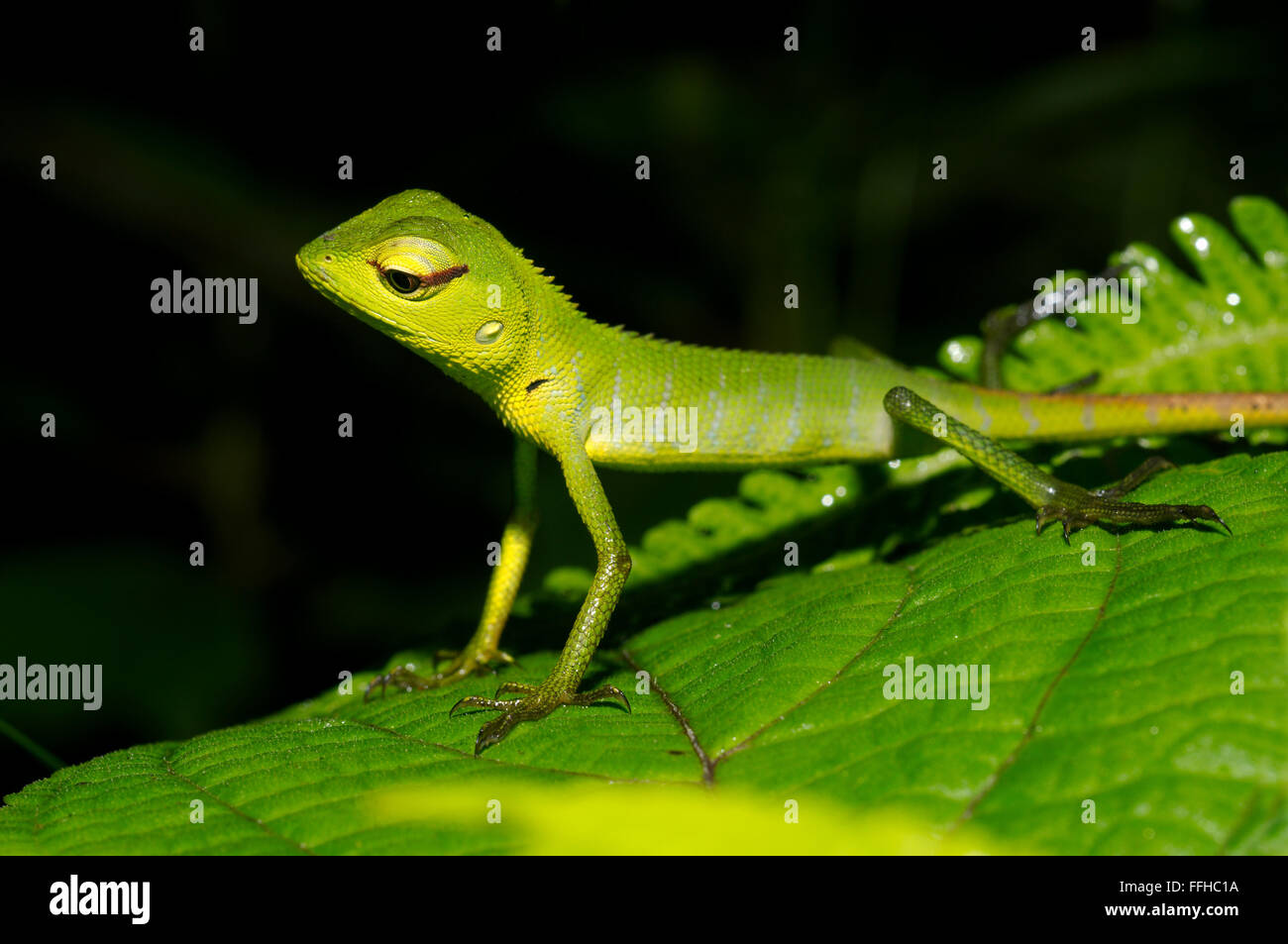 Vietnamese national forest reserve hi-res stock photography and images ...