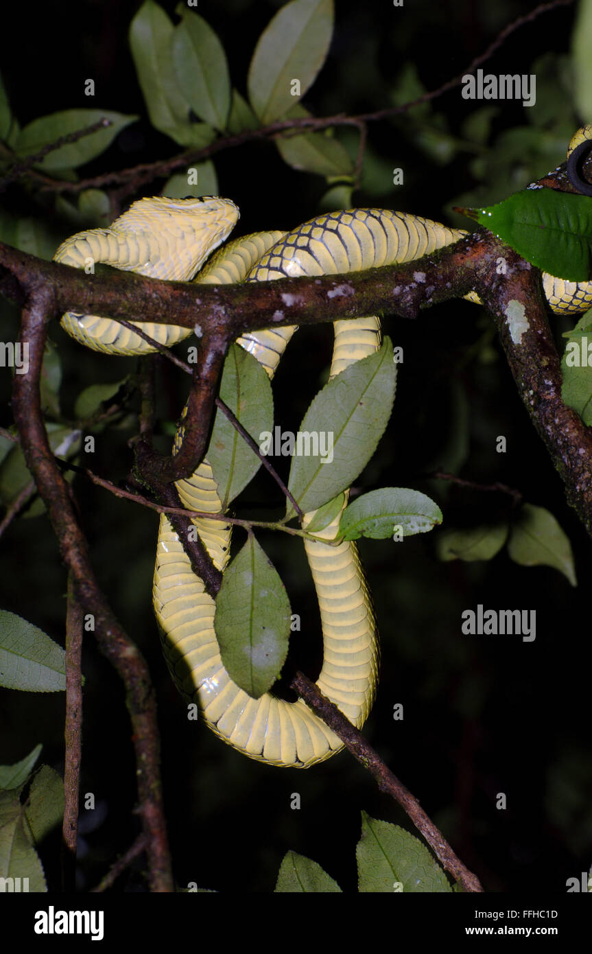 Sri lankan pit viper trimeresurus hi-res stock photography and images ...