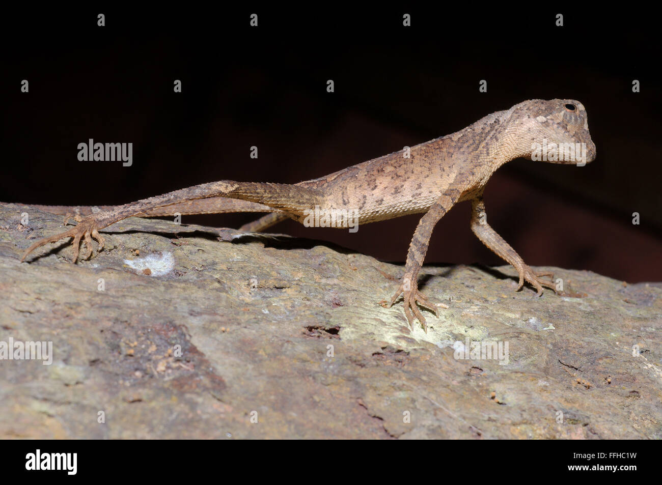 Sri lankan kangaroo lizard hi-res stock photography and images - Alamy